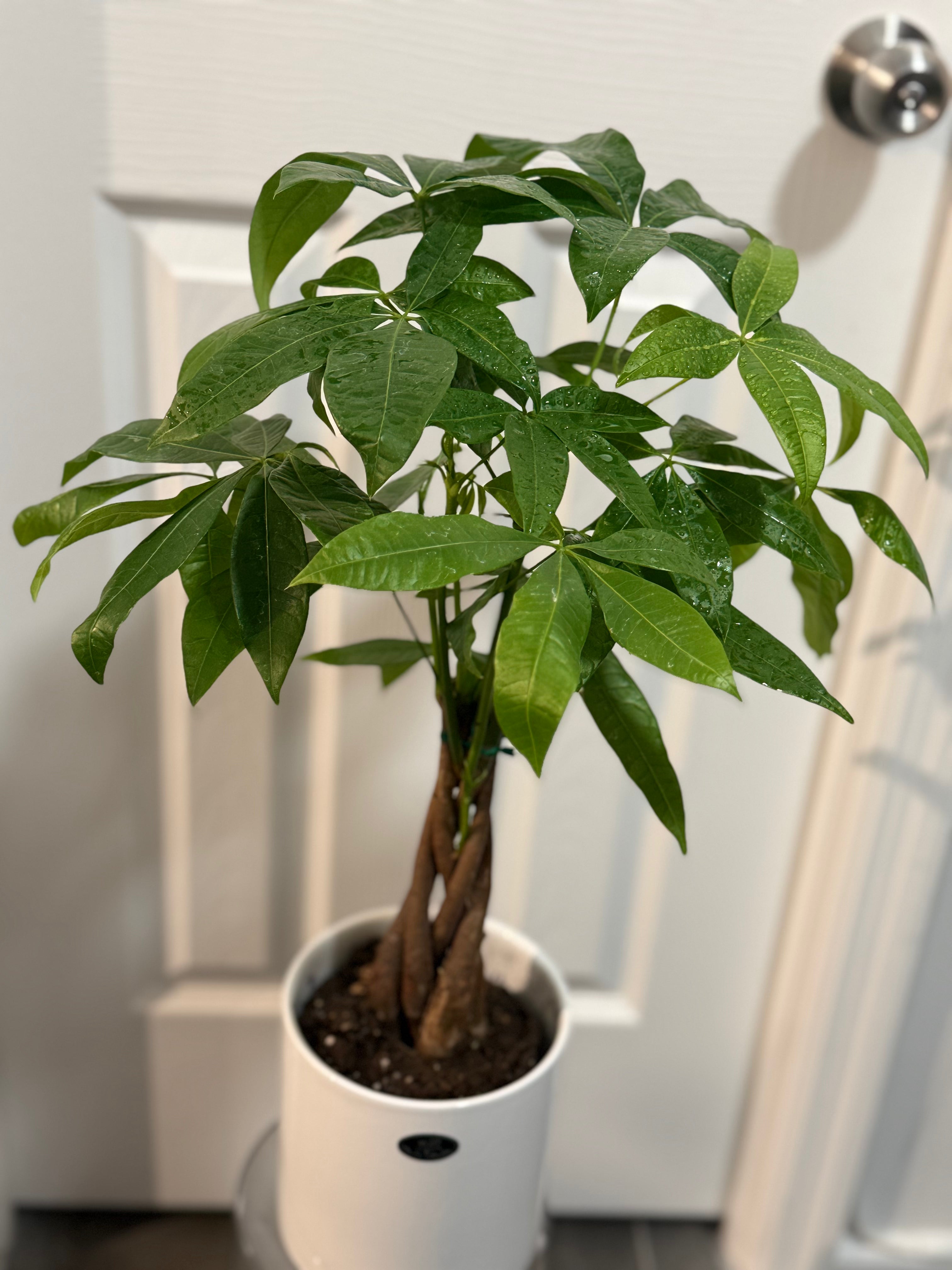Braided Money Tree – Lucky Indoor Plant Gift NYC | The Bloomery NYC